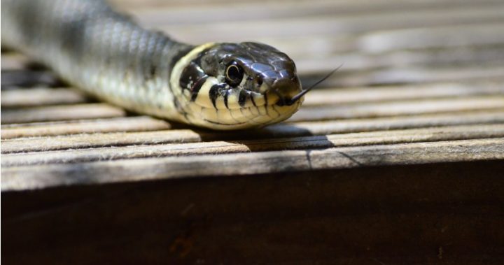 ‘It’s raining snakes’: Footage captures huge python falling from roof ...