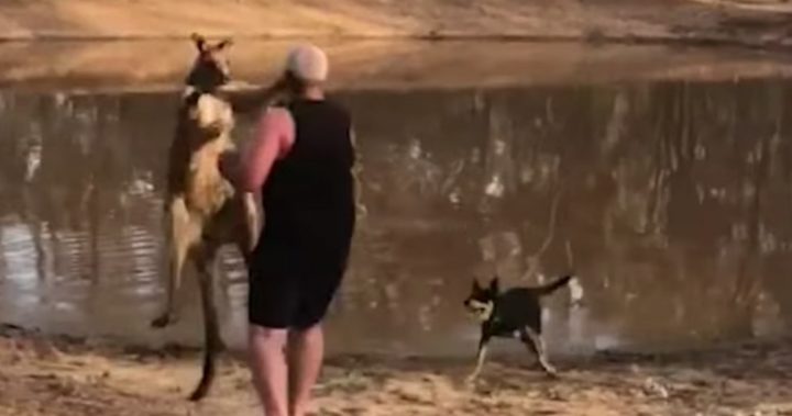 Most Aussie video ever? Man saves pets and beer from wild kangaroo ...