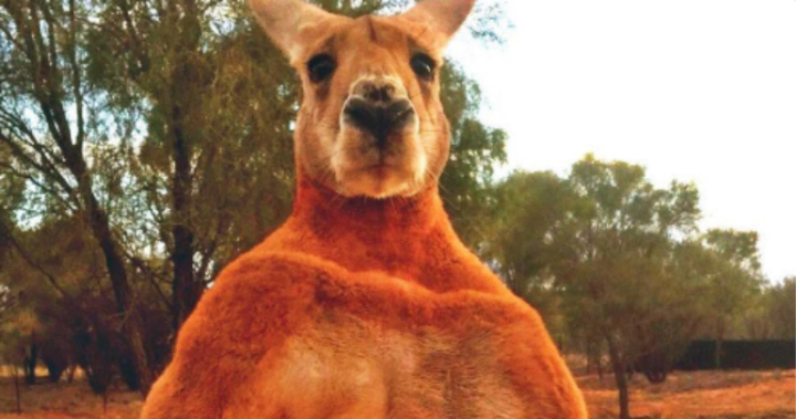A legend lost: Roger the ripped kangaroo dies aged 12 - Starts at 60