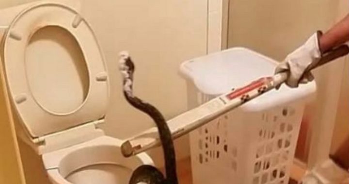 Snake alert! Giant python found lurking in family’s toilet - Starts at 60