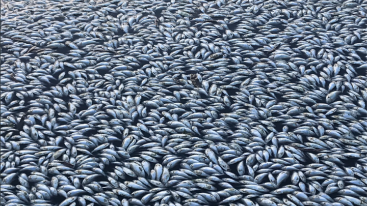 ‘Out of government’s hands’: Third mass Darling River fish kill sparks ...