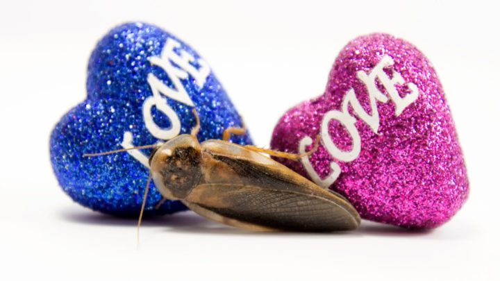 Zoo offers up ultimate Valentine’s Day revenge plot using cockroaches ...