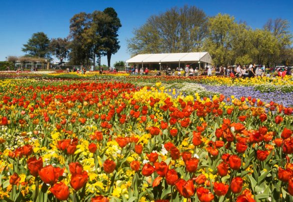 Is this Australia’s best flower festival? 12 things you might not know ...