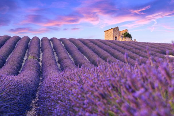 Purple reigns: The legendary lavender of Provence - Starts at 60