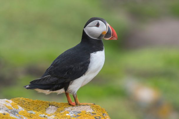 Birdwatching in Newfoundland and Labrador is a real hoot - Starts at 60
