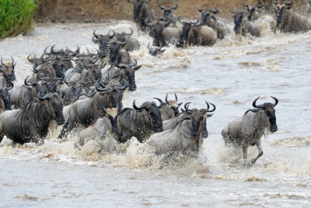 5 Incredible animal migrations around the world - Starts at 60