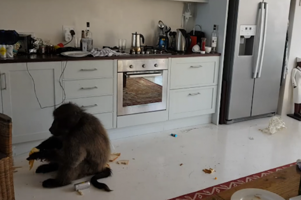 Watch: Man comes home to baboons in his apartment - Starts at 60