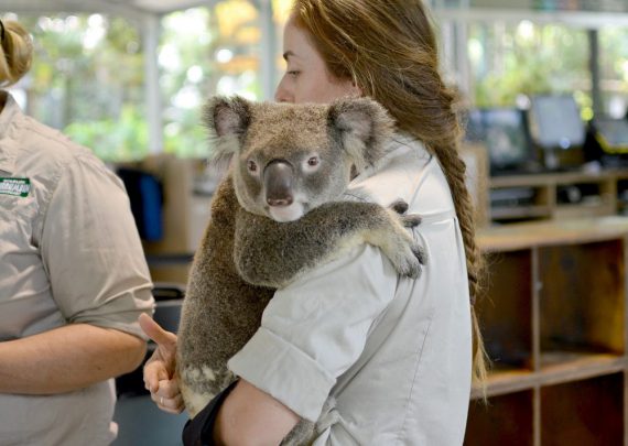 Behind the scenes of the Gold Coast’s koala cuddle school - Starts at 60