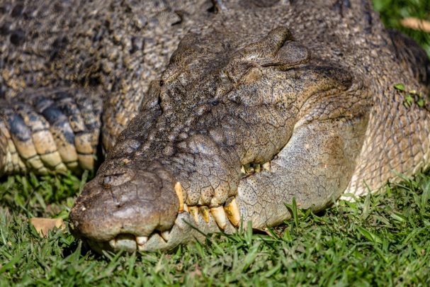 How to stay crocodile safe in outback Australia - Starts at 60