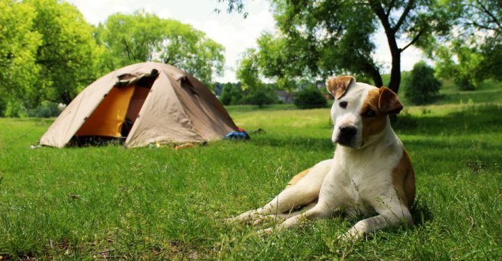 5 tips for camping with your dogs - Starts at 60