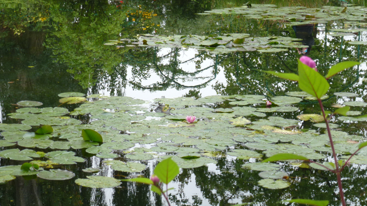 Visiting Monet’s Garden - Starts at 60