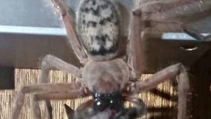 Arachnophobes’ nightmare: Massive huntsman spider captured devouring ...