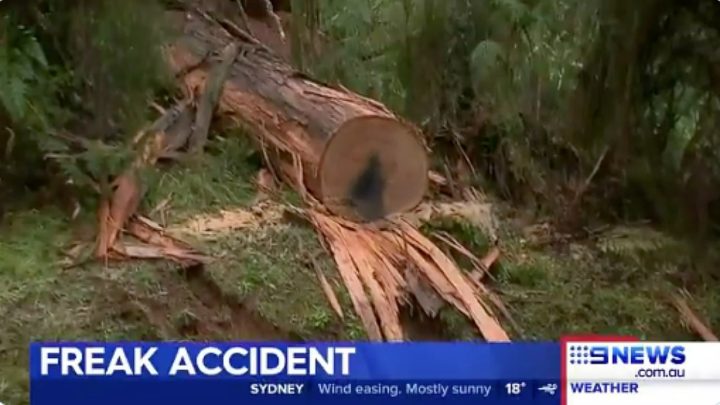 Man and boy, 10, killed as tree falls and crushes car amid wild weather ...