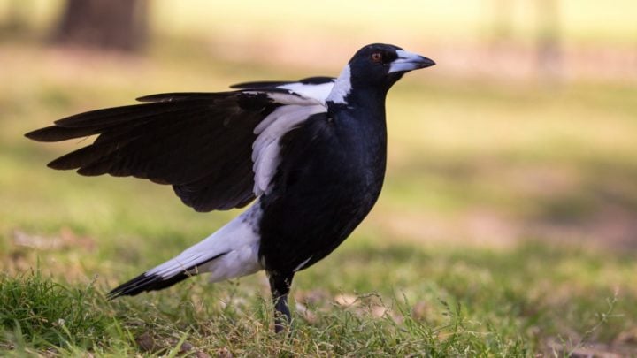 Magpie warning: Swooping season comes early with huge rise in attacks ...