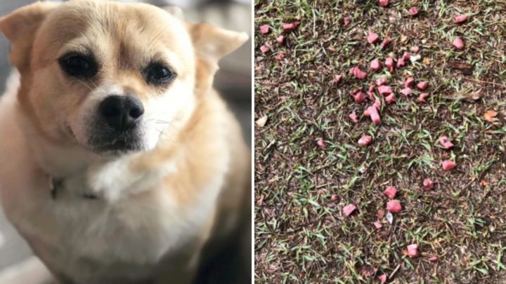 Dog owners beware! Sickening baiting attacks leave eight pets dead ...