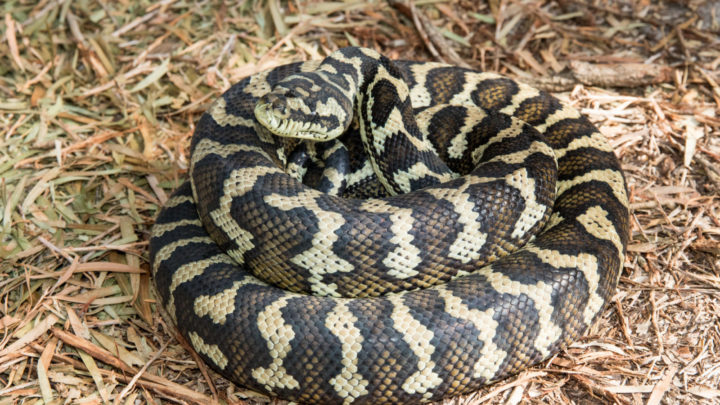 ‘I would move house’: Family catch massive python devouring parrot on ...