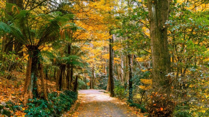 ‘A day trip to Victoria’s Dandenong Ranges makes for a perfect day out ...