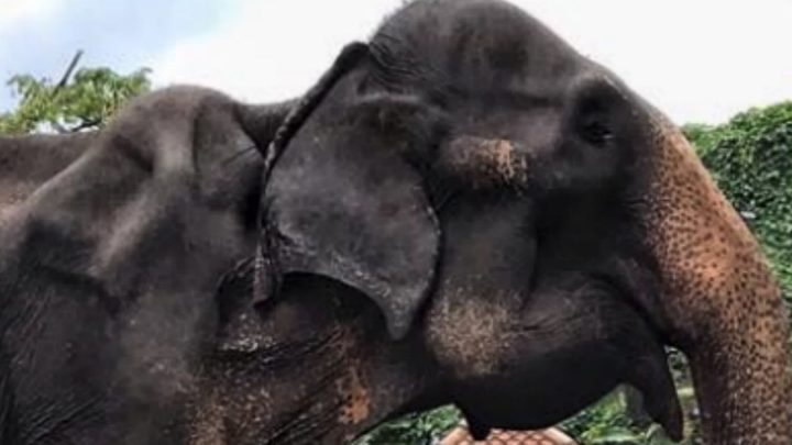 ‘It’s torture’: Heartbreaking photos show starving elephant forced to perform - Starts at 60