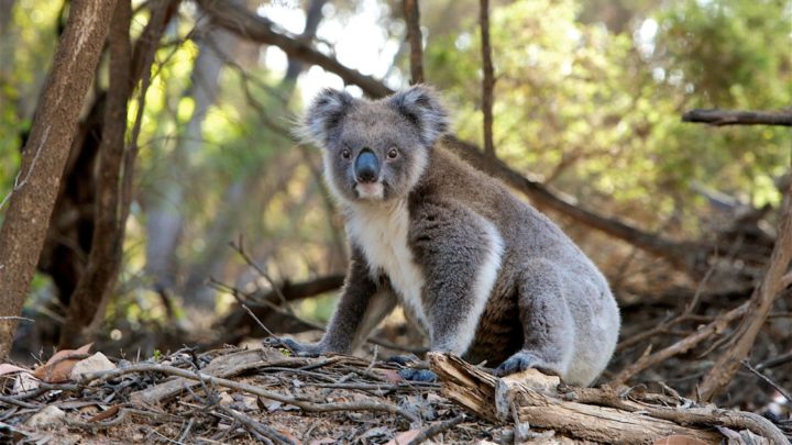 ‘Our shocking fur trade past: Why we need to act to save the koalas ...