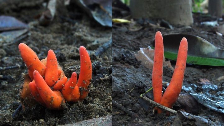 Deadly fungus that makes brains shrink found in Australia for first ...