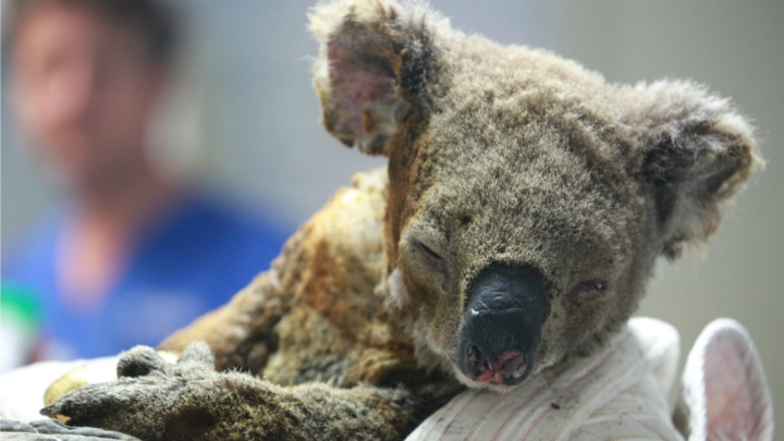 Grandma hailed a hero after saving a badly burned koala from raging ...