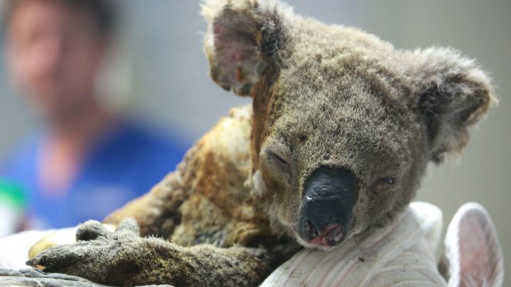 Lewis, the koala that symbolised bushfire heartbreak, has died - Starts ...
