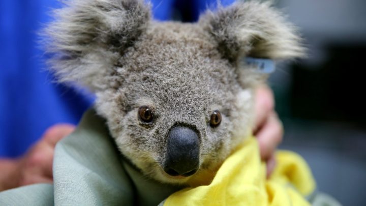 What to do if you find a sick or injured koala - Starts at 60