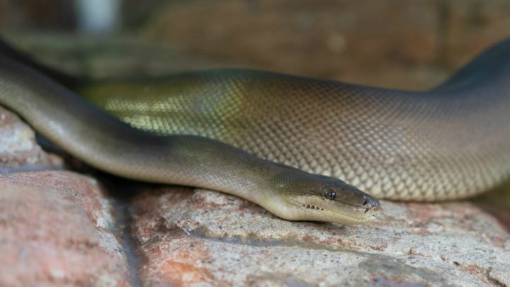 Terrifying moment woman spots giant python devouring a cat in her yard ...
