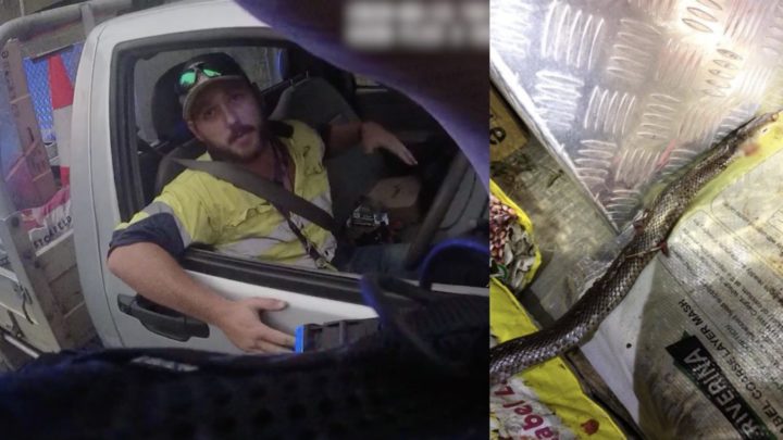 Terrified driver fights off deadly snake whilst driving at 100kmh on ...