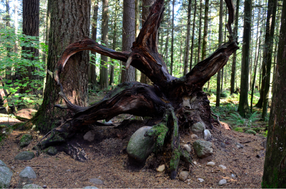 A walk to remember: Hiking Vancouver’s breathtaking Lynn Canyon ...