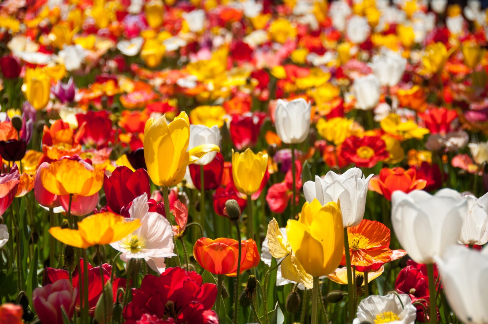 Indulge your green thumb on a flower festival adventure to Floriade and ...