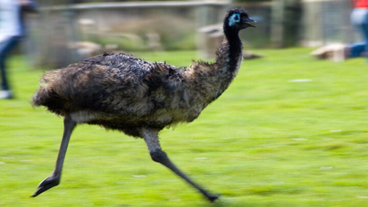‘Totally wild: The day I swapped the lab for some emu chasing’ - Starts ...