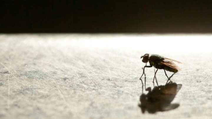 Why are flies so hard to swat? Science reveals why; we’ve got tips to ...