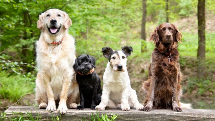 Daily Joke: Who’s a clever dog? - Starts at 60