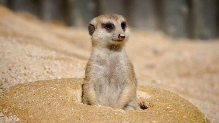 ‘Walk with the animals, talk with the animals at Hunter Valley Zoo ...