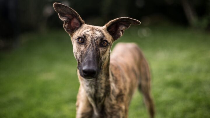 Daily Joke: Nothing but an old, mangy greyhound - Starts at 60