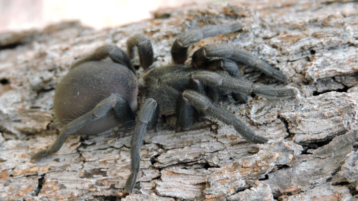 Creepy crawly cure: Funnel-web spiders may save you from a heart attack ...