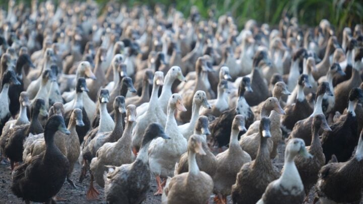 Daily Joke: Don’t step on the ducks - Starts at 60