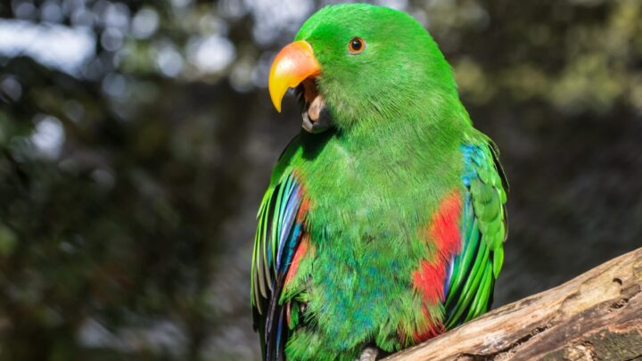 Daily Joke: Chess the singing parrot - Starts at 60