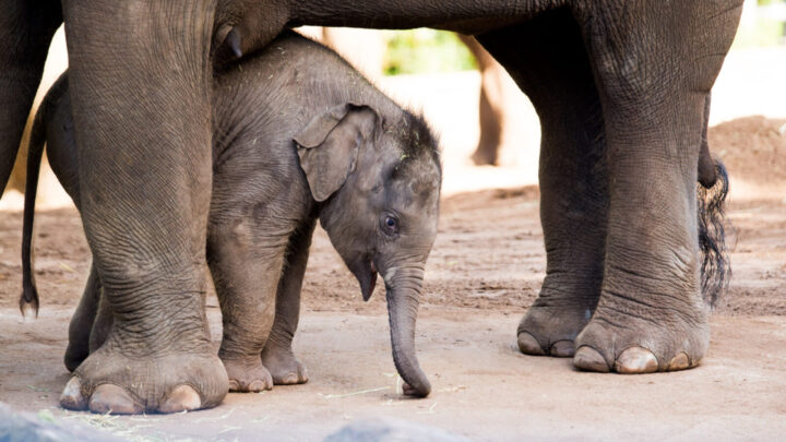 WATCH: Cutest baby elephant can’t control its trunk - Starts at 60