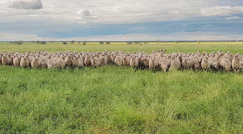 How a few days of rain changed everything in Longreach - Starts at 60
