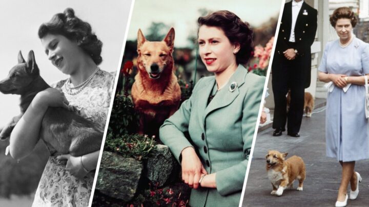 Who will care for Her Majesty’s beloved royal corgis now that she is ...