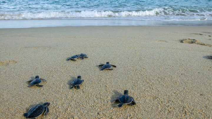 When is turtle hatching season in Queensland? - Starts at 60