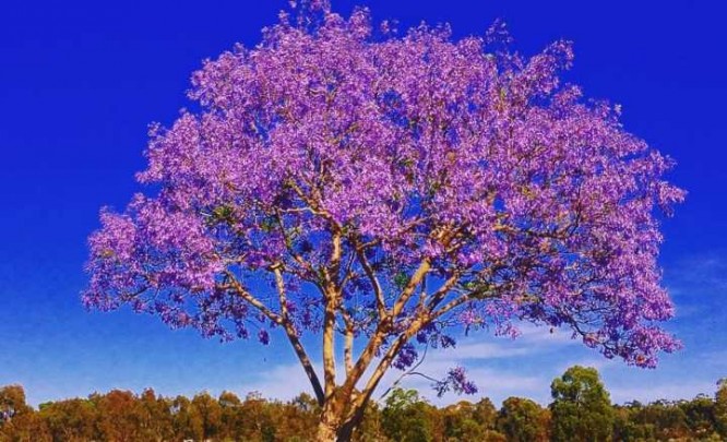 Pretty pictures of Jacaranda trees from all over Australia - Starts at 60
