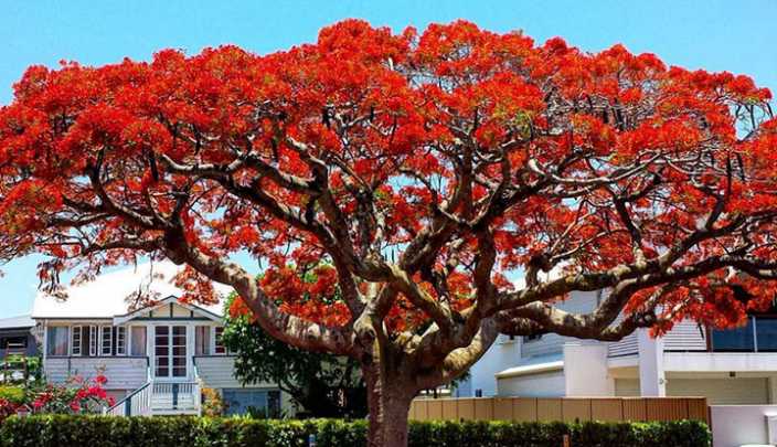 Everyone loves Poincianas at Christmas - Starts at 60
