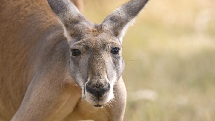The beautiful moment a kangaroo says goodbye to his love - Starts at 60